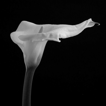 Still Life - Sarah Blodgett Photography