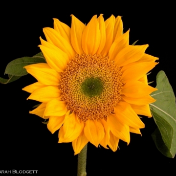 Still Life - Sarah Blodgett Photography