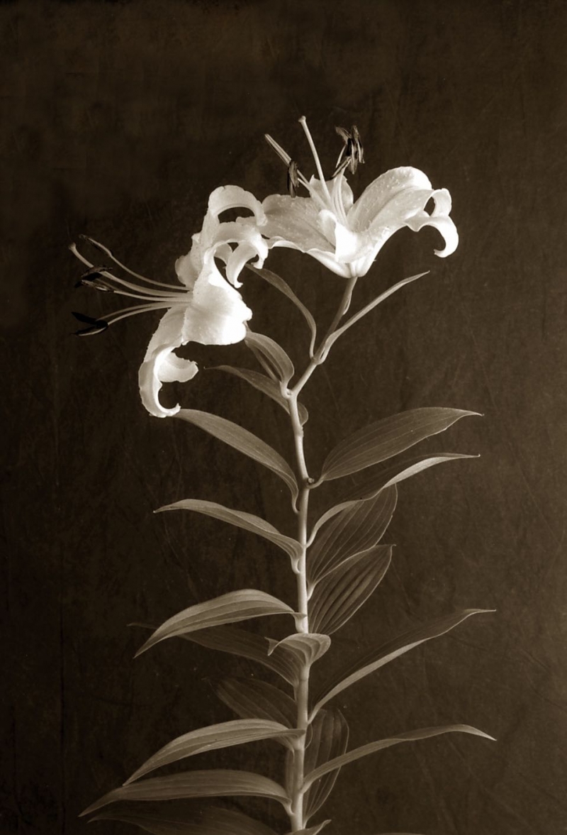 Still Life - Sarah Blodgett Photography